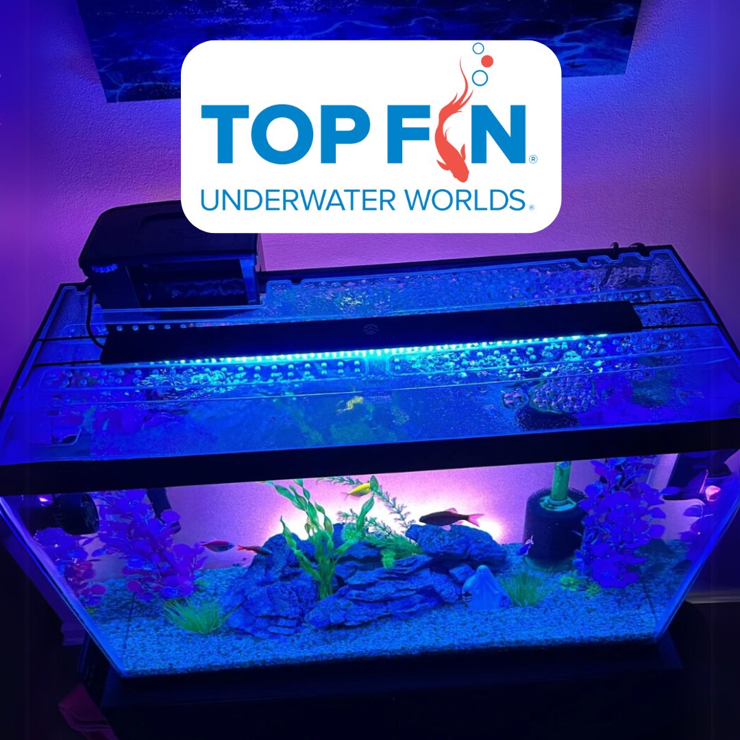 Best Aquarium Lids, Crystal Clear and Durable – WALTER LIDS
